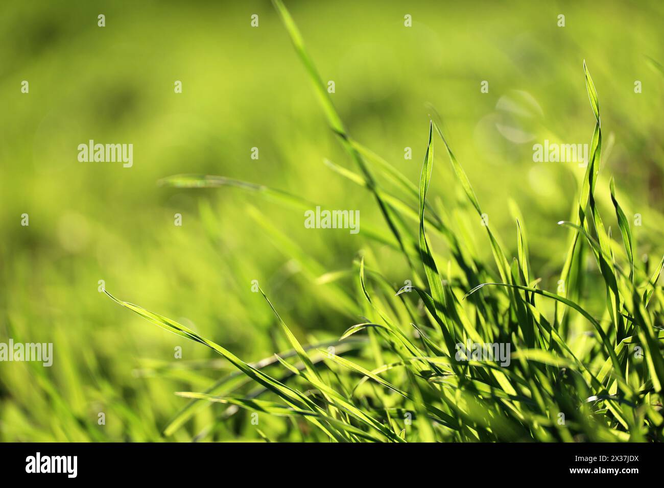Light green grass in sunlight, blurred background. Fresh spring or ...
