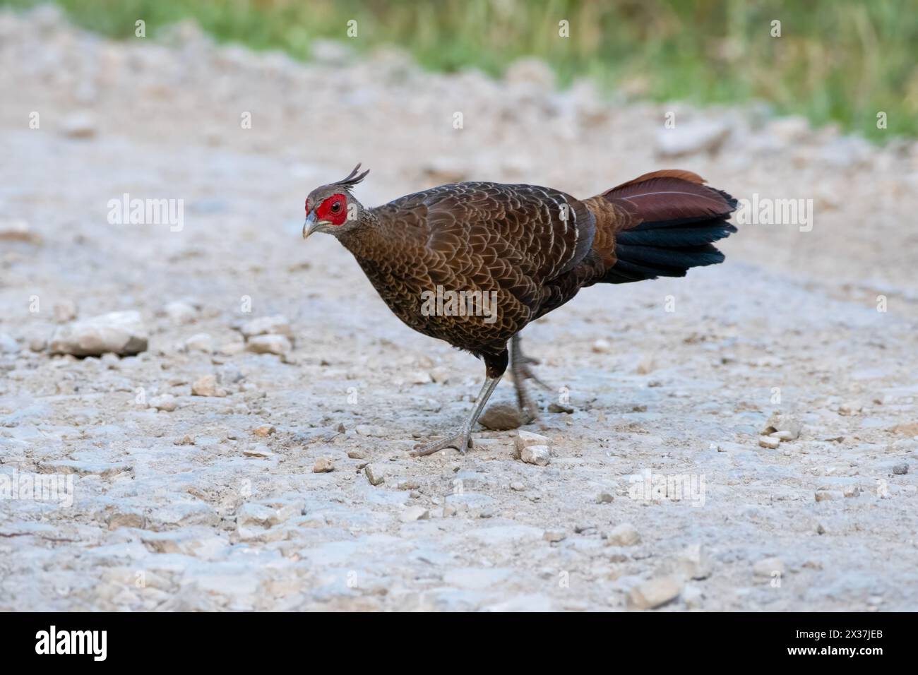 kalij pheasant or Lophura leucomelanos observed in Khonoma in Nagaland ...