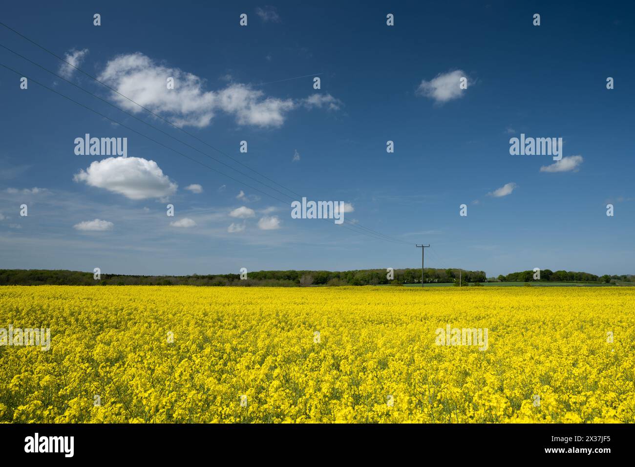Crops Growing In Farmers Field, rapeseed fields, UK Agriculture Stock ...