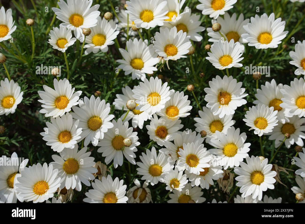 Argyranthemum, marguerite daisy blossom close-up Stock Photo - Alamy
