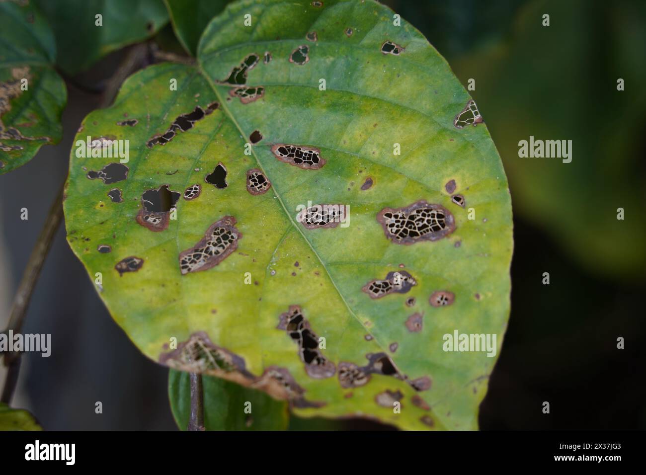 Closeup of insect chewed leaf. Plant leaves eaten by insects Stock ...