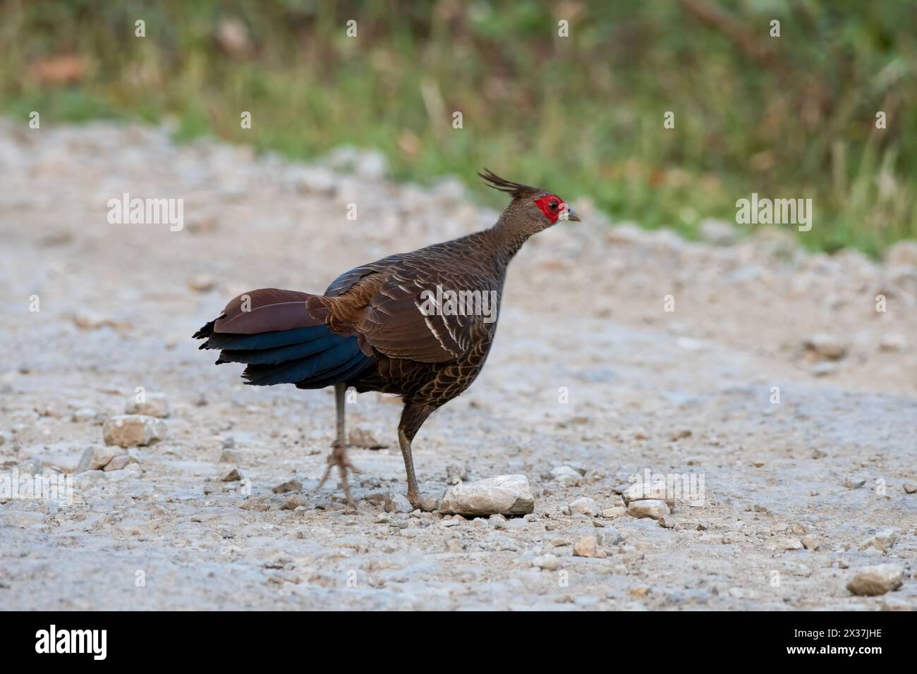 Birdwatching kalij pheasant hi-res stock photography and images - Alamy