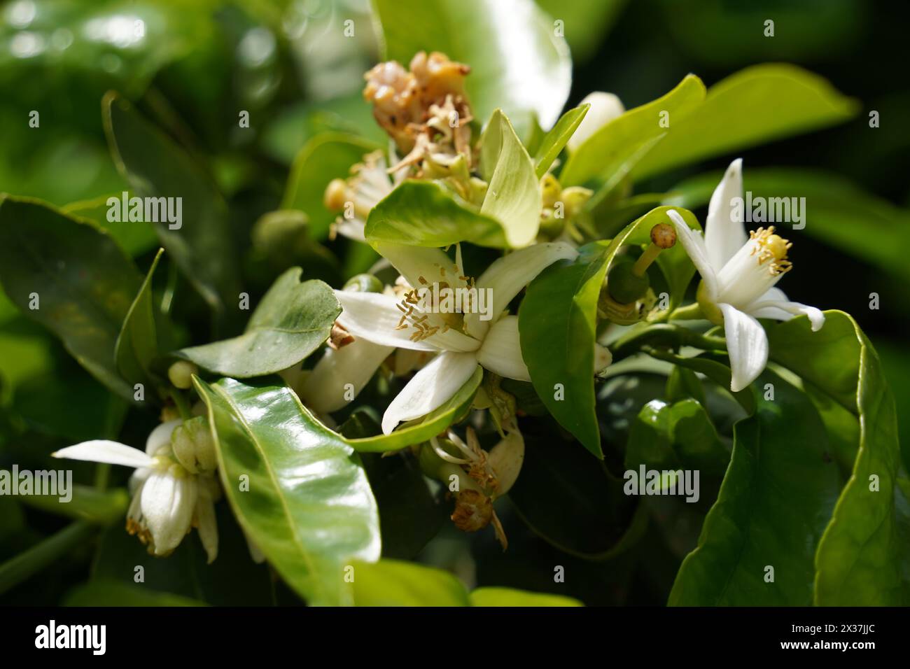 Flower of citrus sinensis, orange tree Stock Photo - Alamy