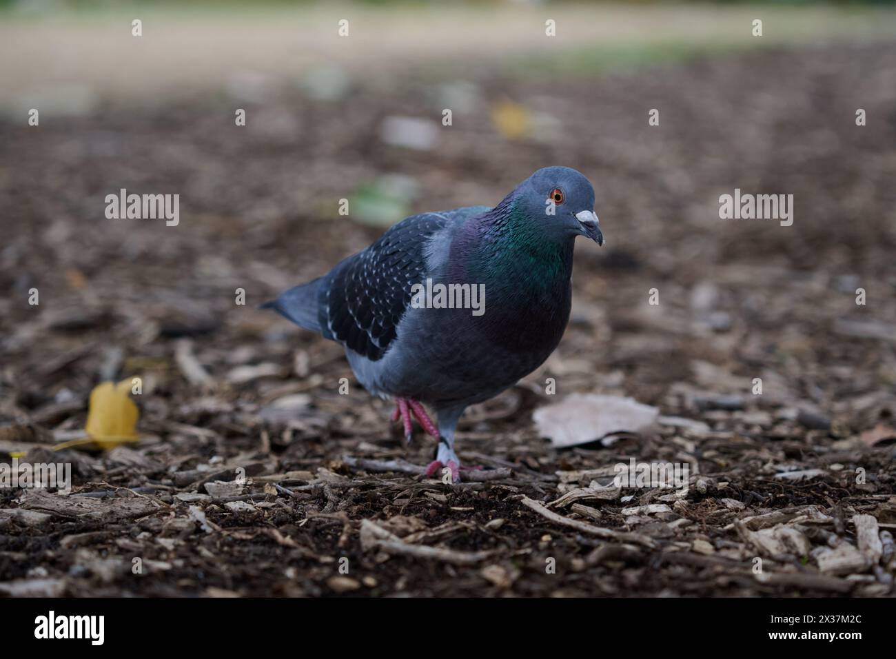 Front view of a feral pigeon, or dove, walking over a dirty area while ...