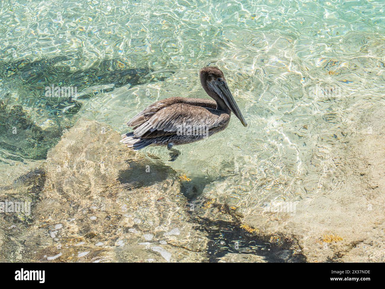 Beautiful Pelicans are symbols of Florida. Big, powerful bird is a ...