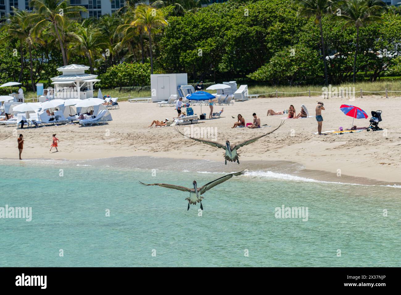 Beautiful Pelicans are symbols of Florida. Big, powerful bird is a ...