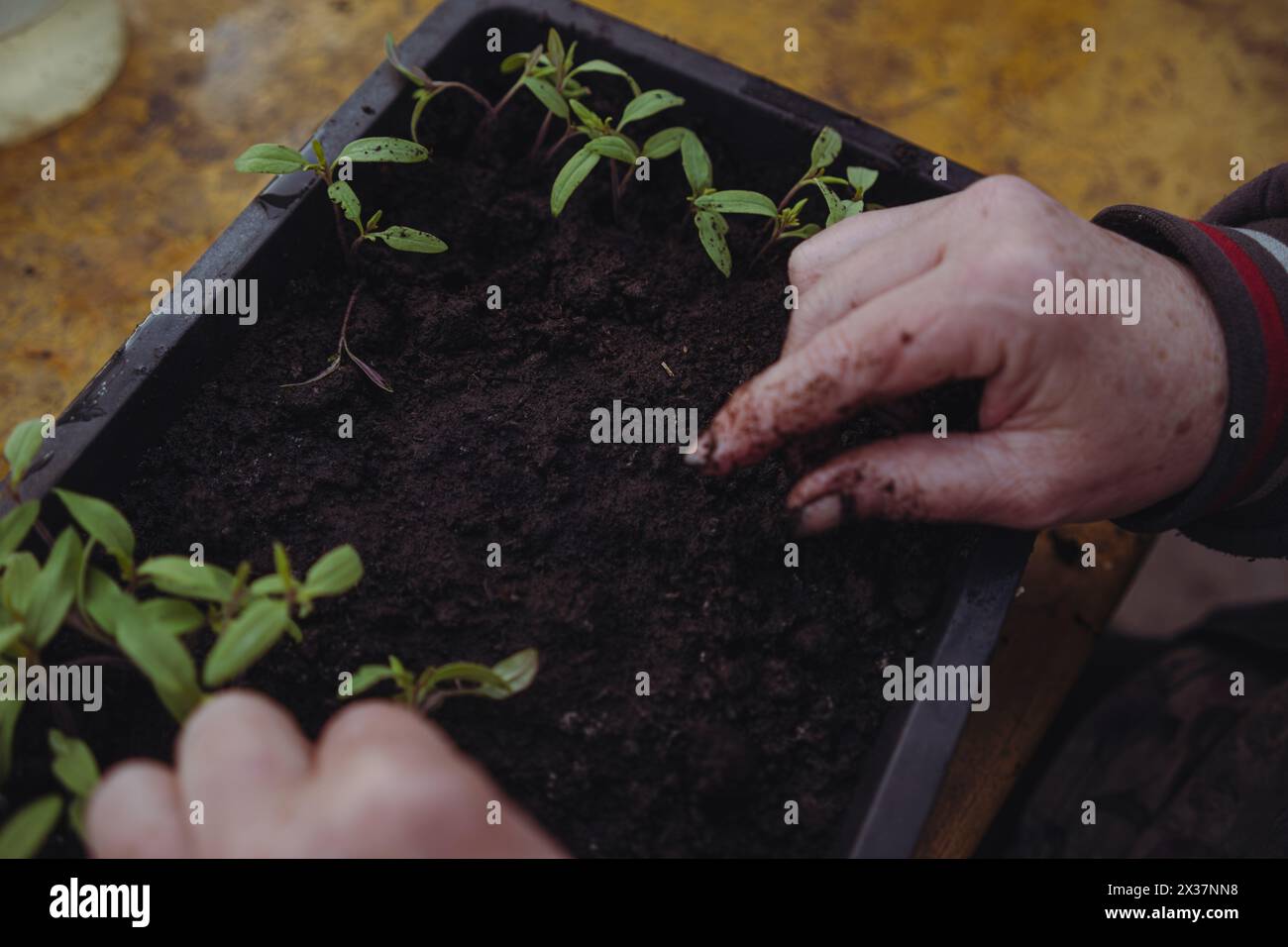 Gardener planting seedlings in a black plastic tray at home Stock Photo ...