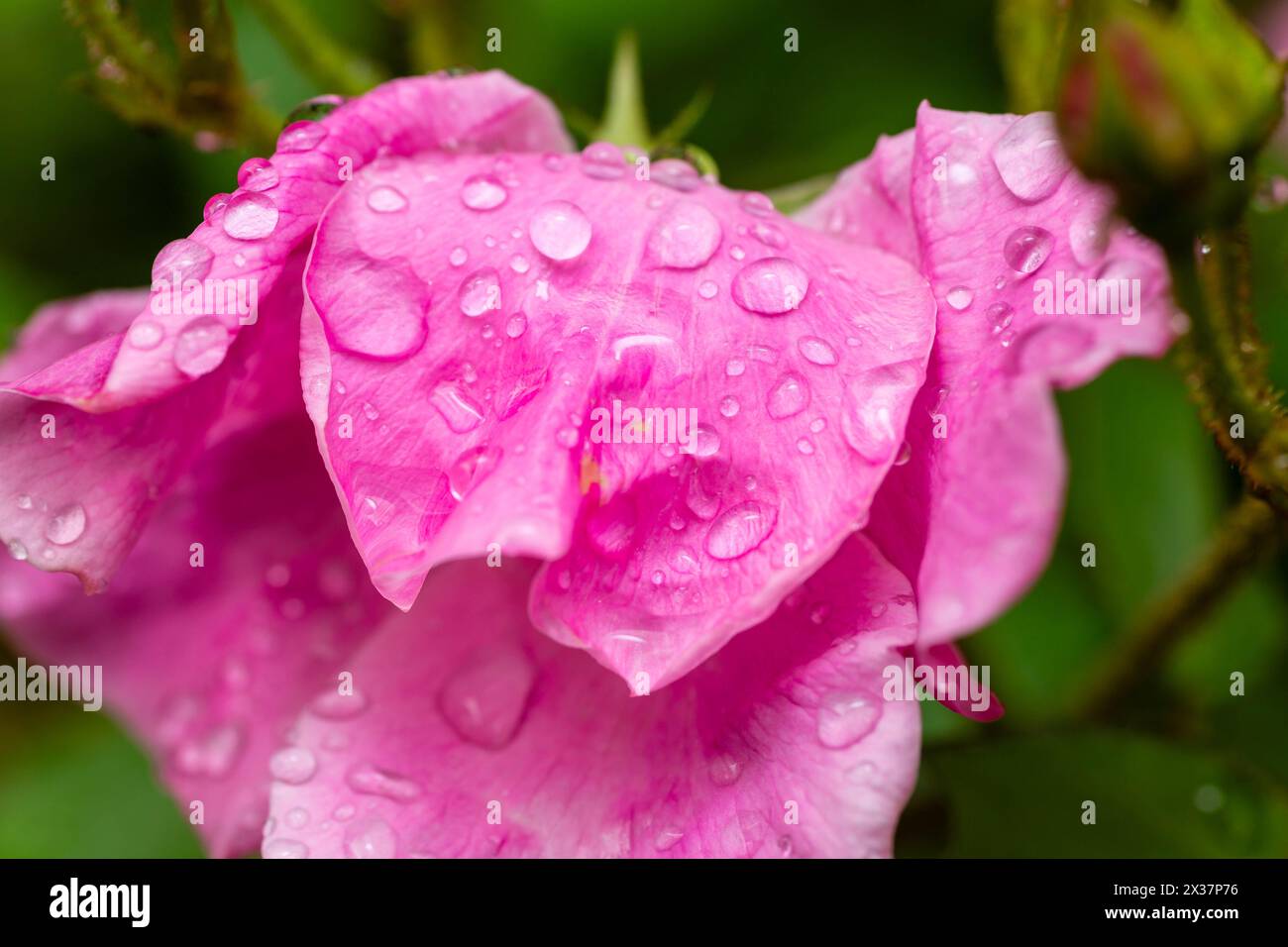 Raindrops cover the petals of a beautiful pink rose in a flower garden ...