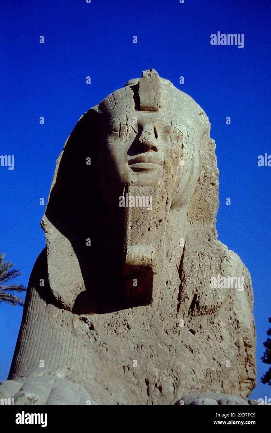 Blick auf den Sphinx vor dem Ptah Tempel in Memphis Aegypten ...