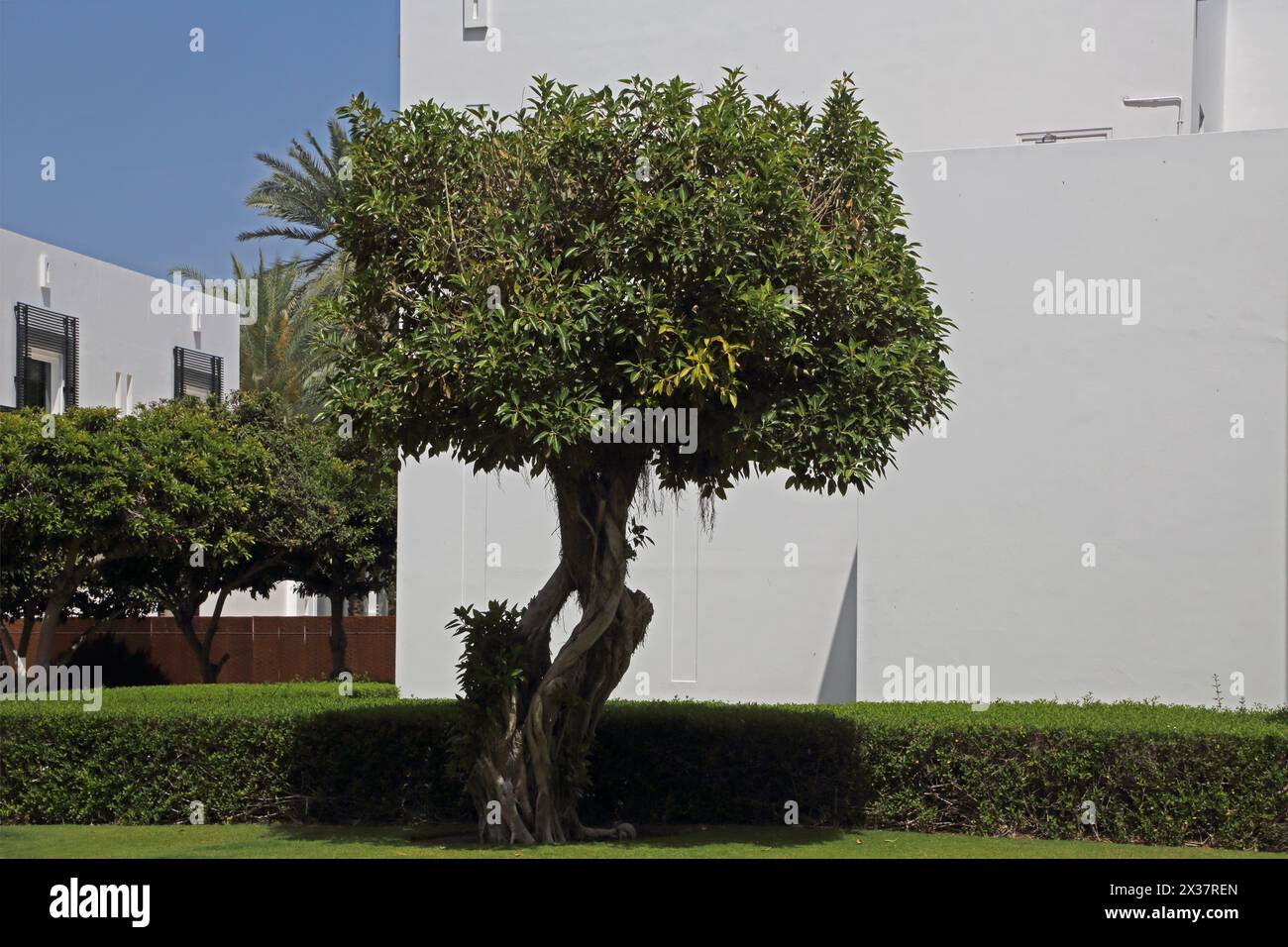 Garden fig hi-res stock photography and images - Alamy