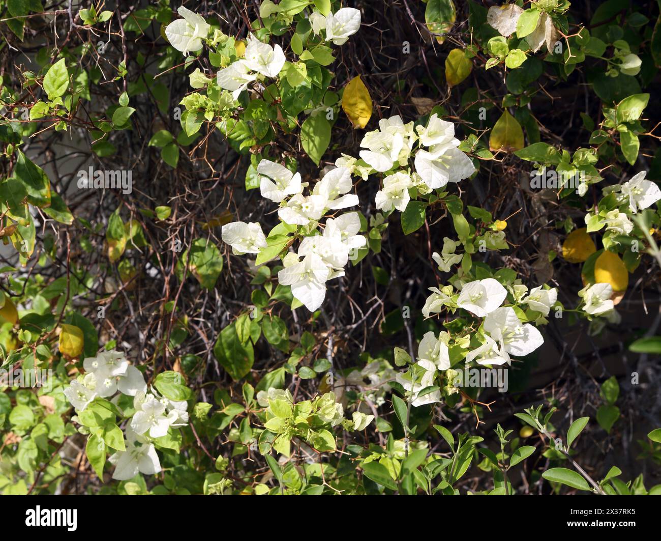 Flowers of oman hi-res stock photography and images - Alamy