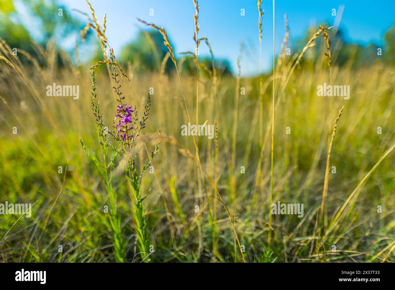Wildflower summer meadow sunset hi-res stock photography and images - Alamy