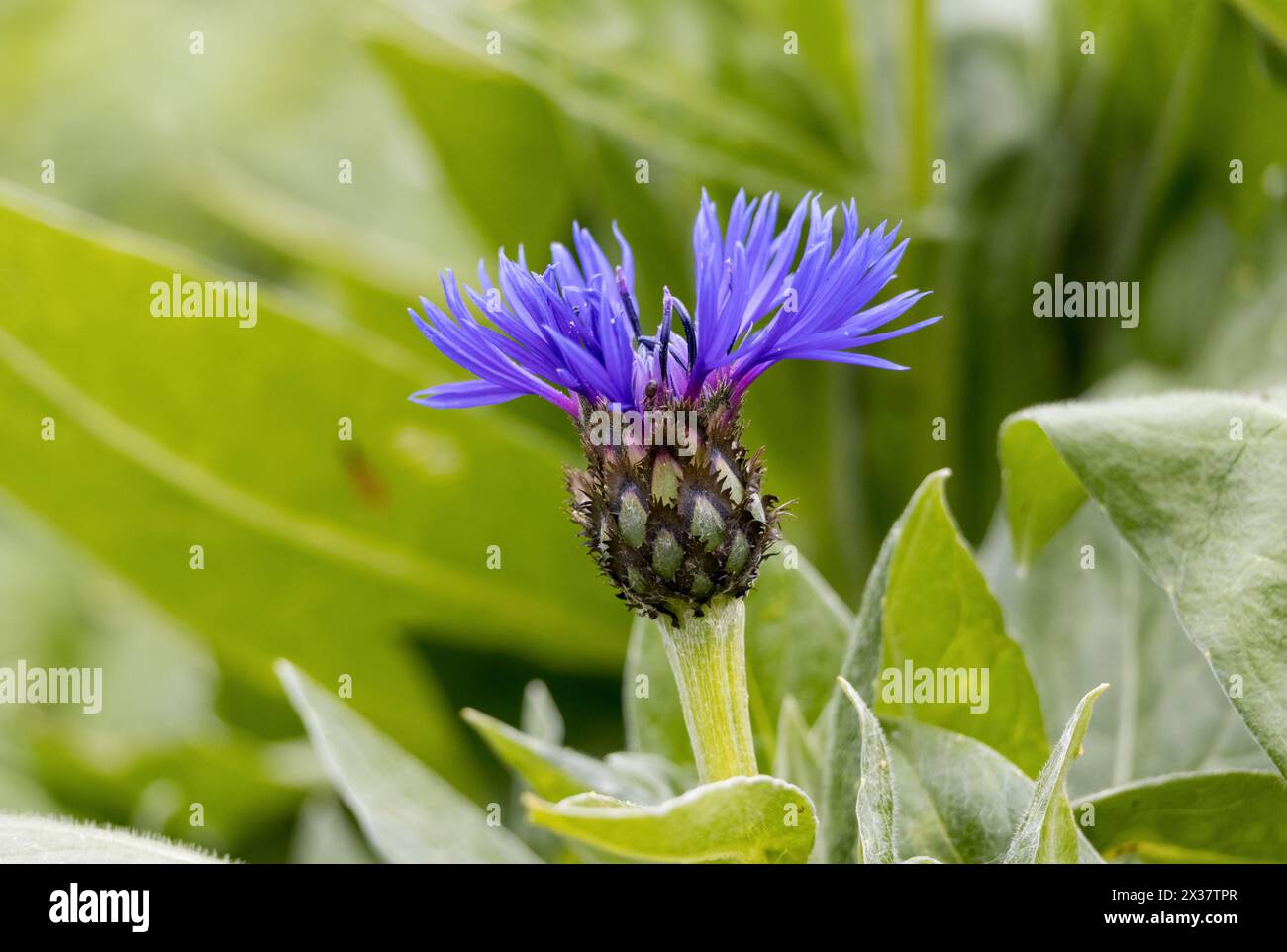 Early Spring Day AT Worth Park Crawley West Sussex UK Stock Photo - Alamy