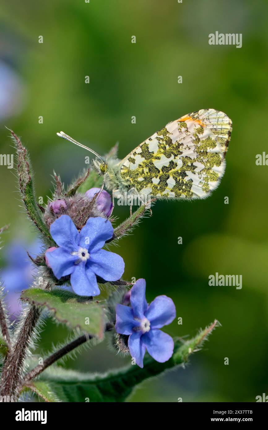 Orange Tip male perched on Green Alkanet. Molesey Reservoirs Nature ...