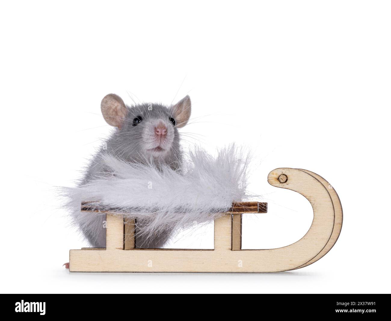 Cute little blue rat standing beside little wooden sledge. Looking ...