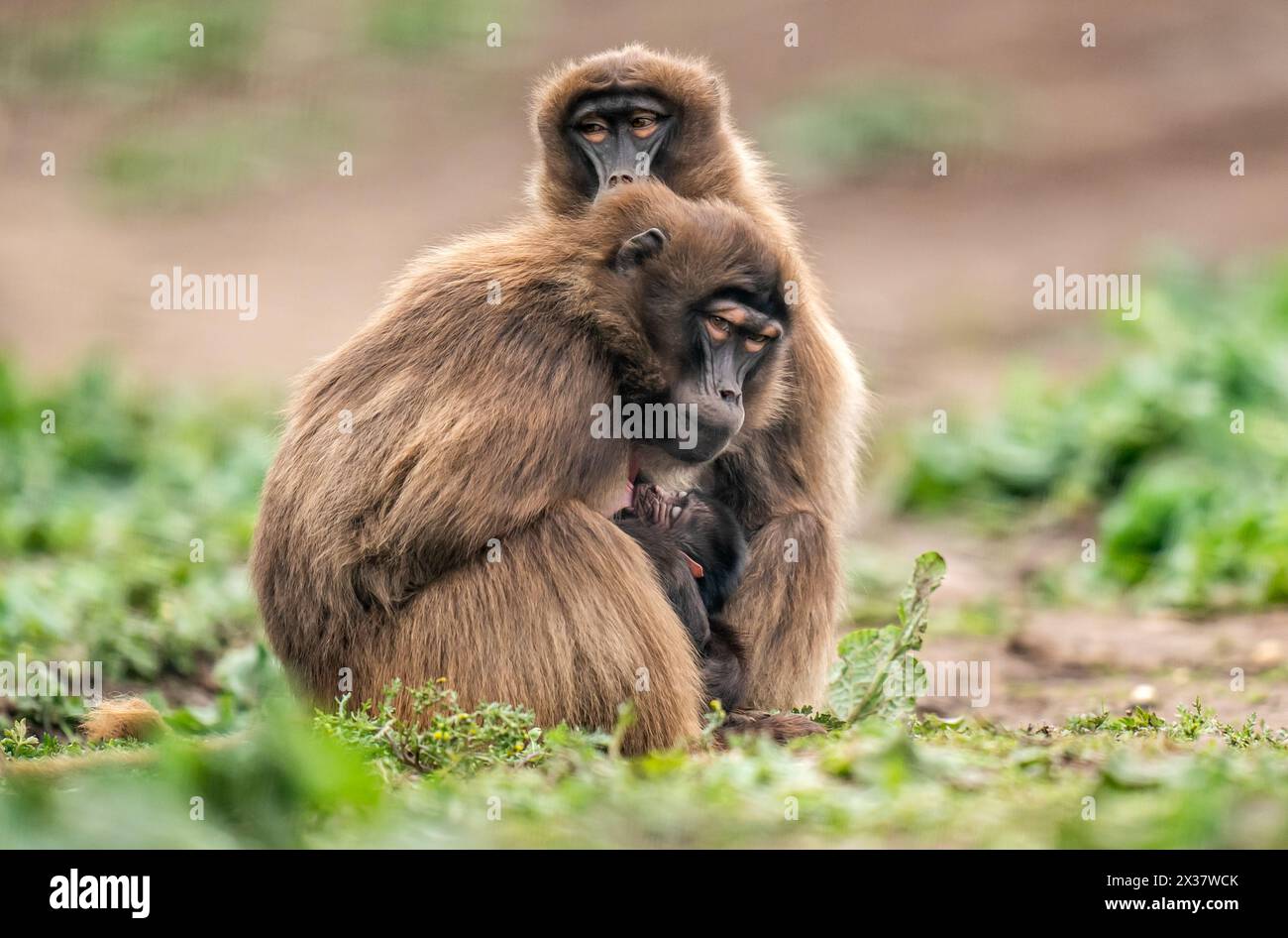 Kobo town hi-res stock photography and images - Alamy
