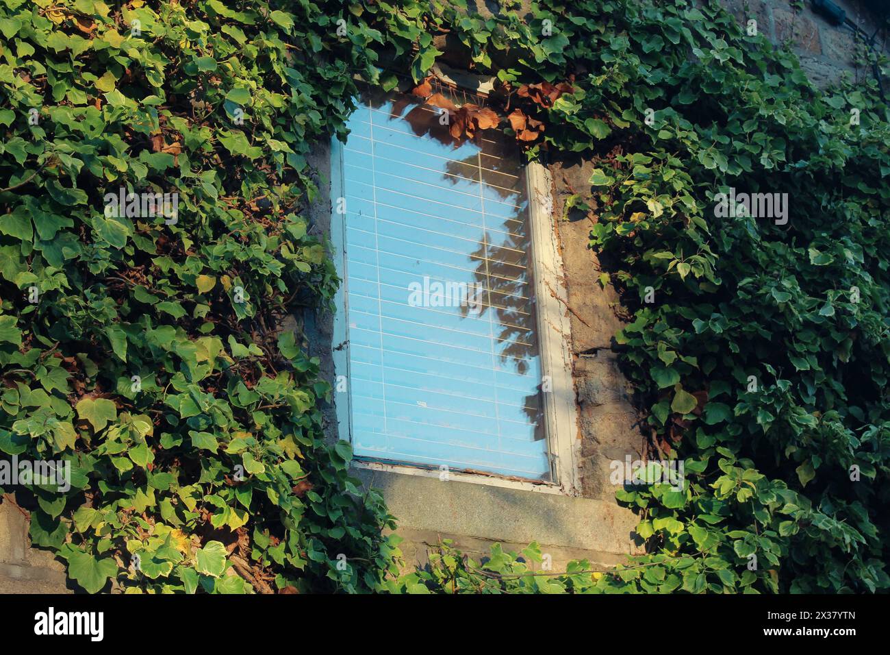 Vines around a Window Stock Photo - Alamy