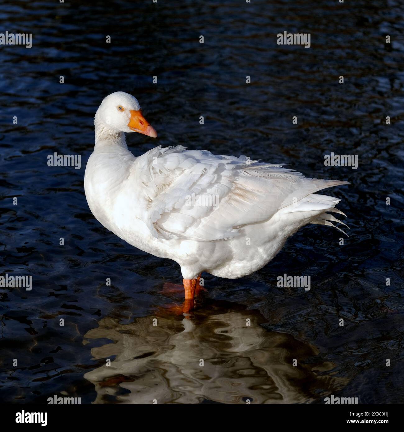 Close up white goose in hi-res stock photography and images - Alamy