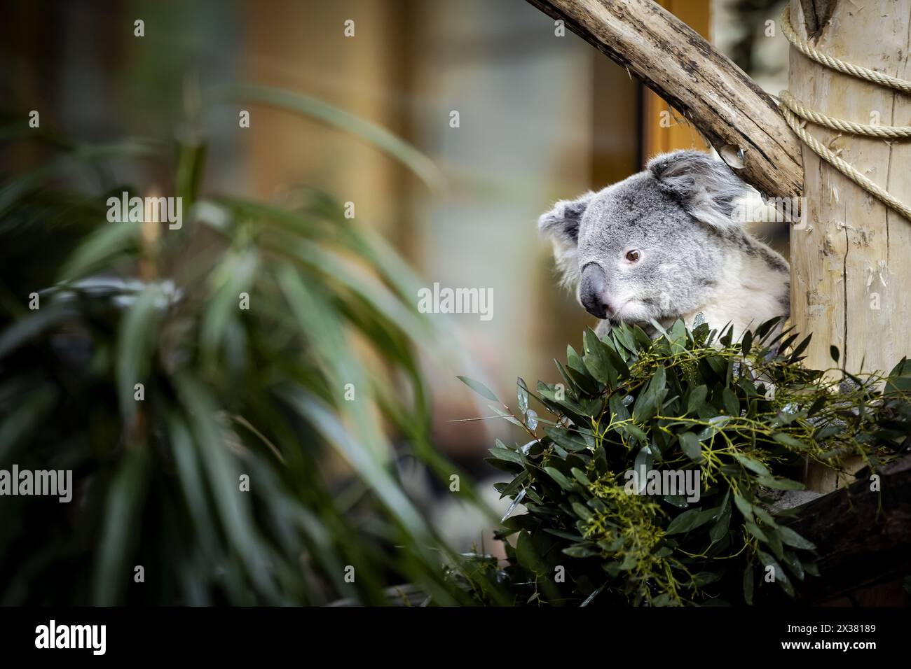 RHENEN - A koala during the opening of 'Koalia', an enclosure for ...