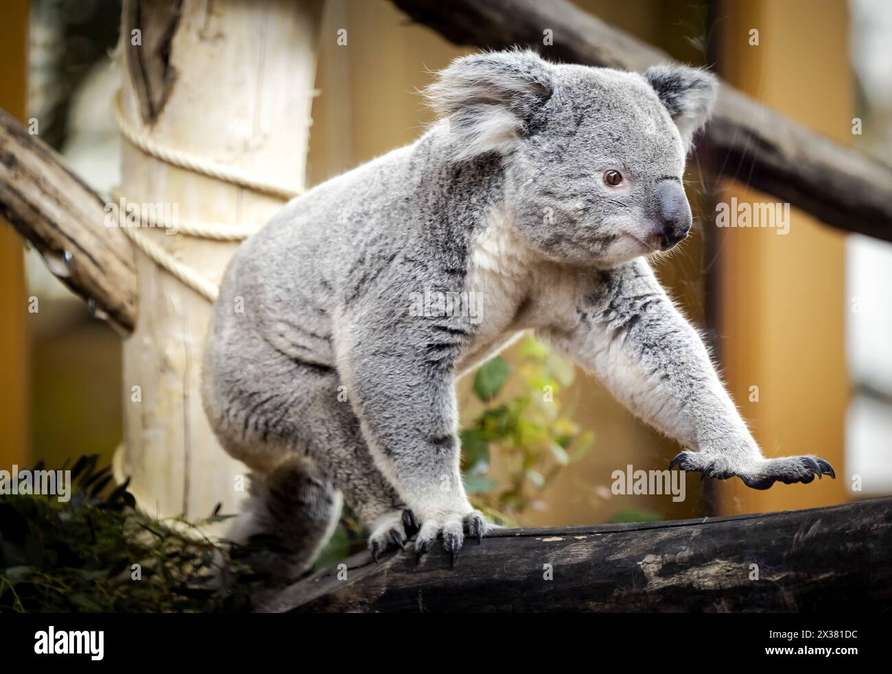 RHENEN - A koala during the opening of 'Koalia', an enclosure for ...