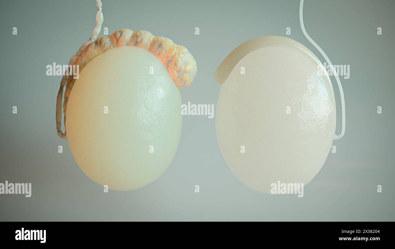 Human testicle hi-res stock photography and images - Alamy