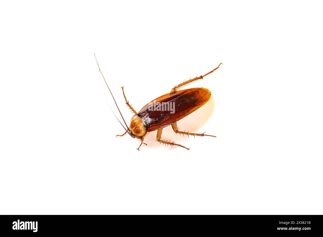 a poisoned and dying cockroach on white background Stock Photo - Alamy