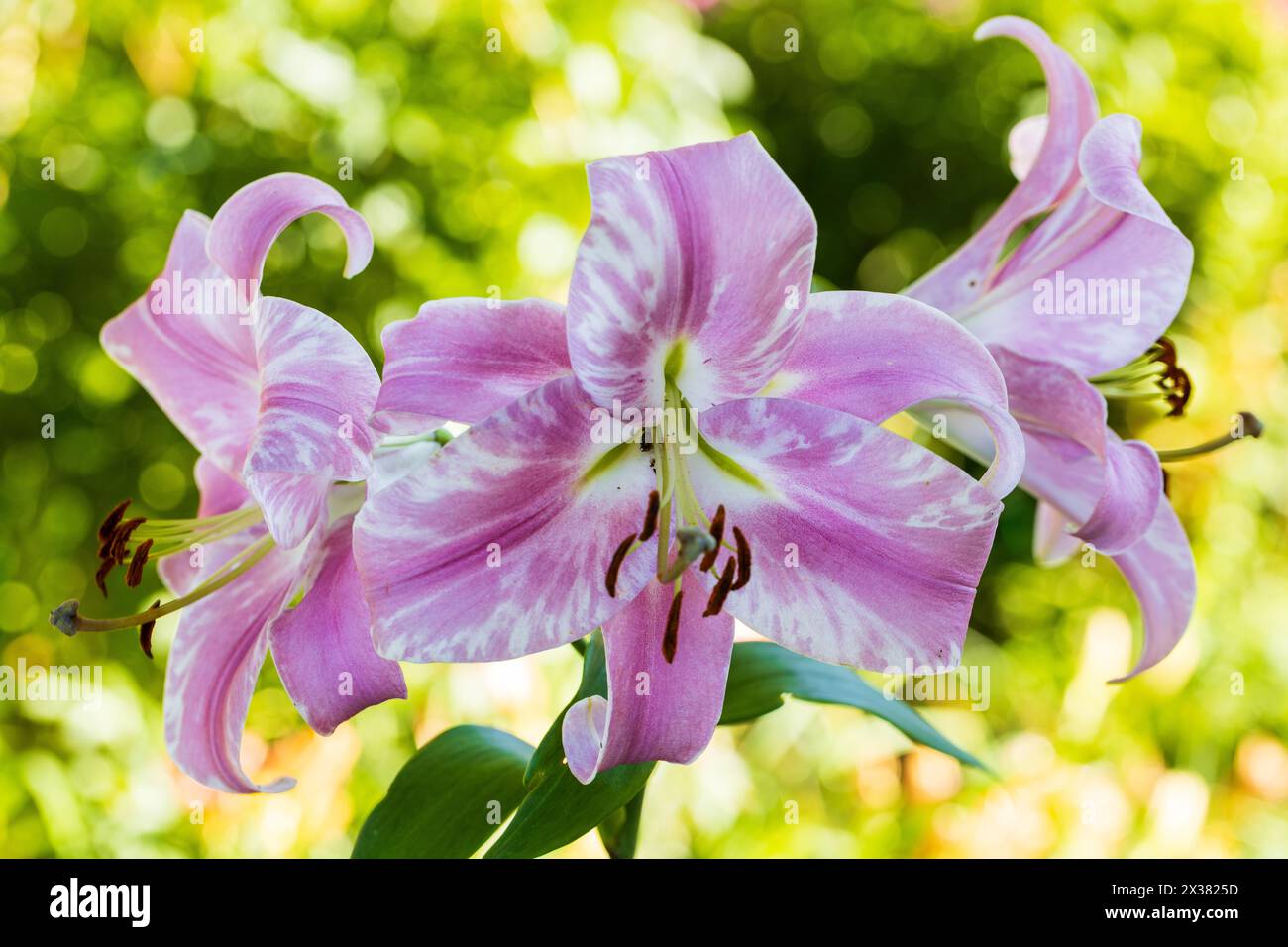 Lily ot hybrid hi-res stock photography and images - Alamy