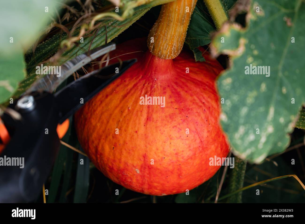 Red kuri squash or onion squash in an ecological garden, cucurbita ...