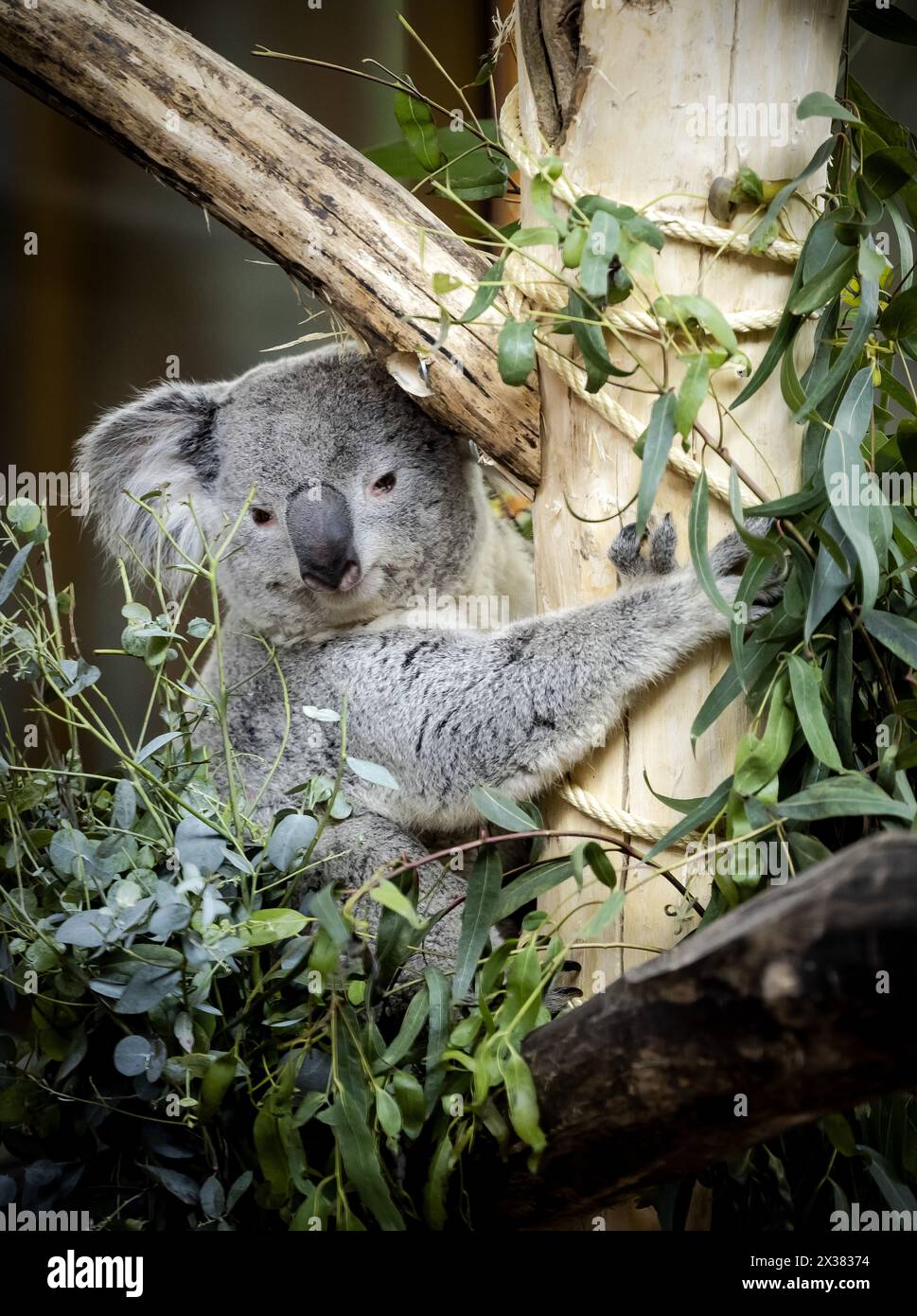 RHENEN - A koala during the opening of 'Koalia', an enclosure for ...