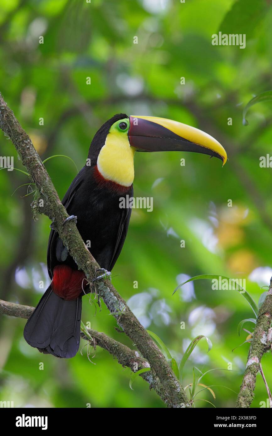 Vertical portrait of adult Chestnut-mandibled Toucan (Ramphastos ...