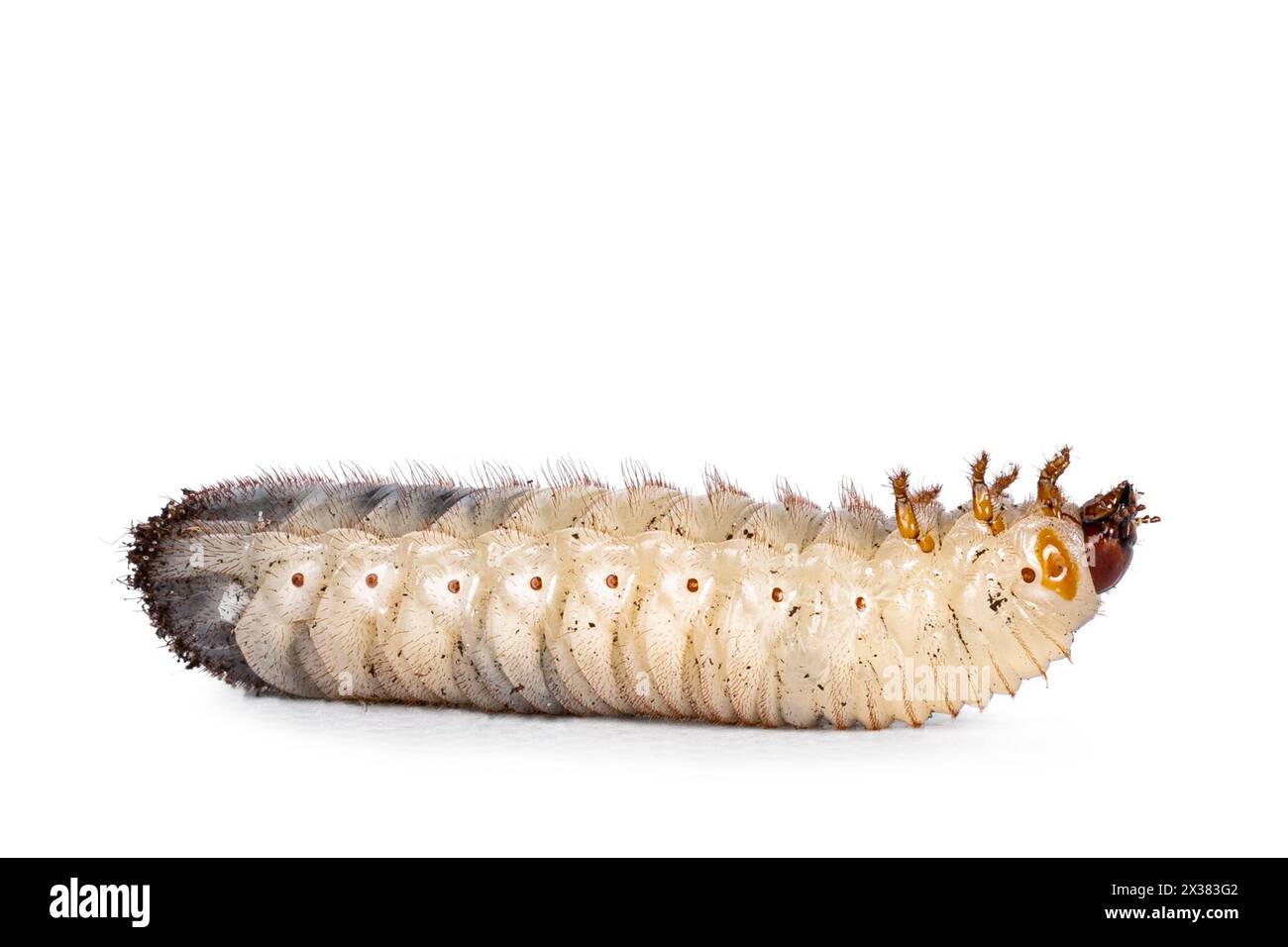 Larva or grub from Congo Rose chafer aka achnoda marginata peregrina ...