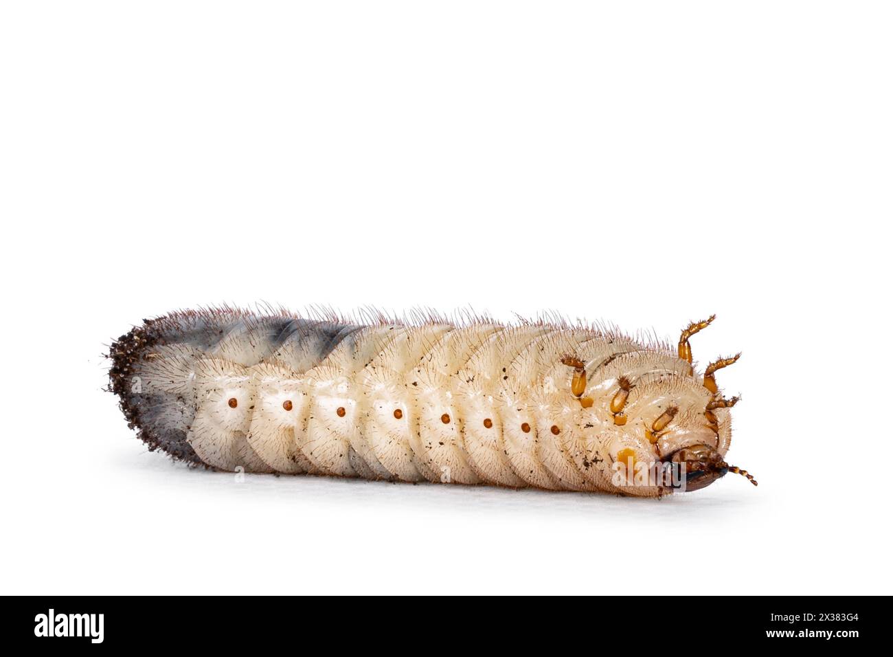 Larva or grub from Congo Rose chafer aka achnoda marginata peregrina ...