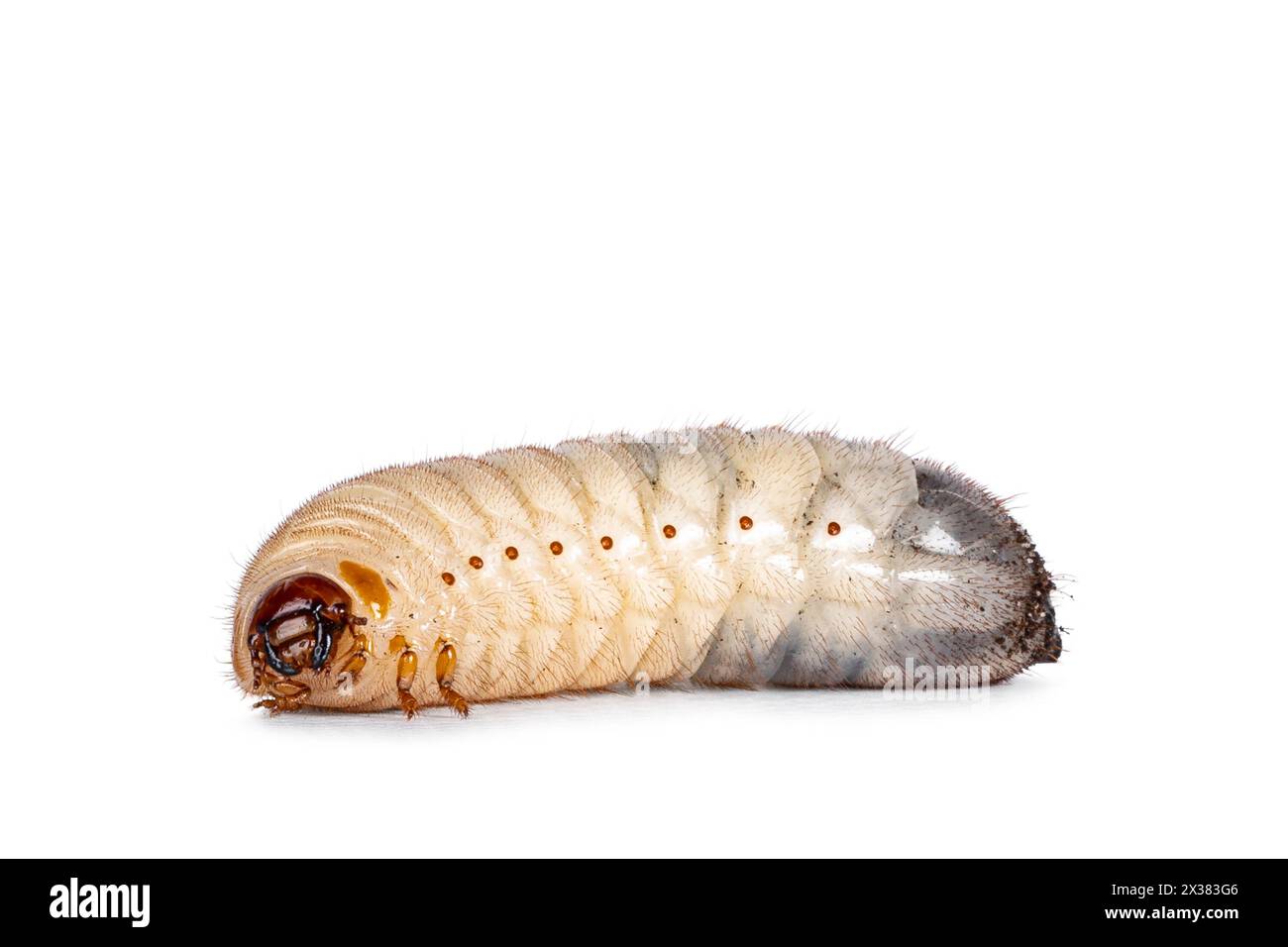 Larva or grub from Congo Rose chafer aka achnoda marginata peregrina ...