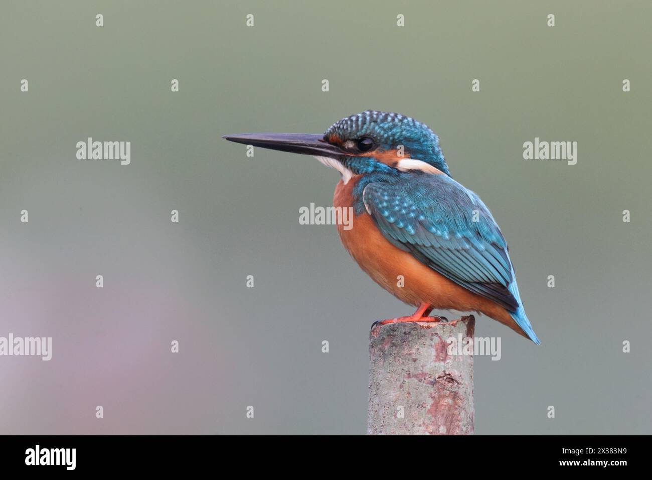 Common Kingfisher (Alcedo atthis (bengalensis)), adult male side view ...