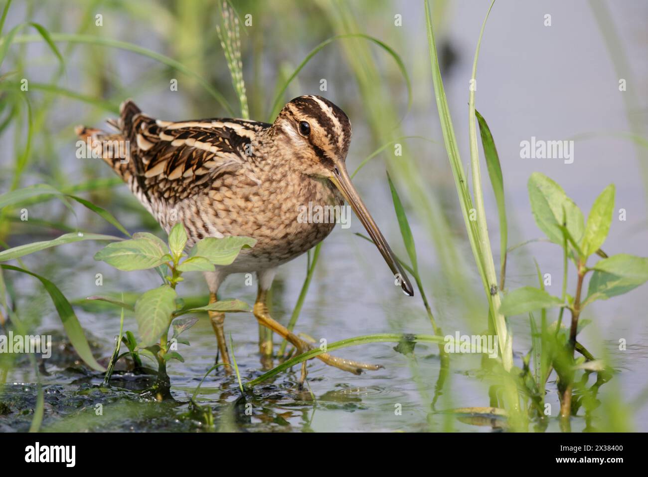 Breeding snipe hi-res stock photography and images - Alamy