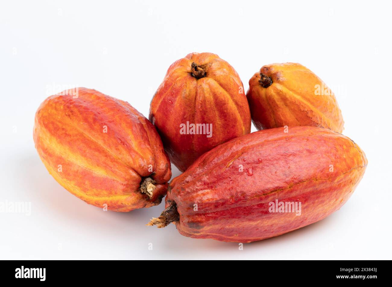 Group of orange color cacao fruits isolated on white studio background ...