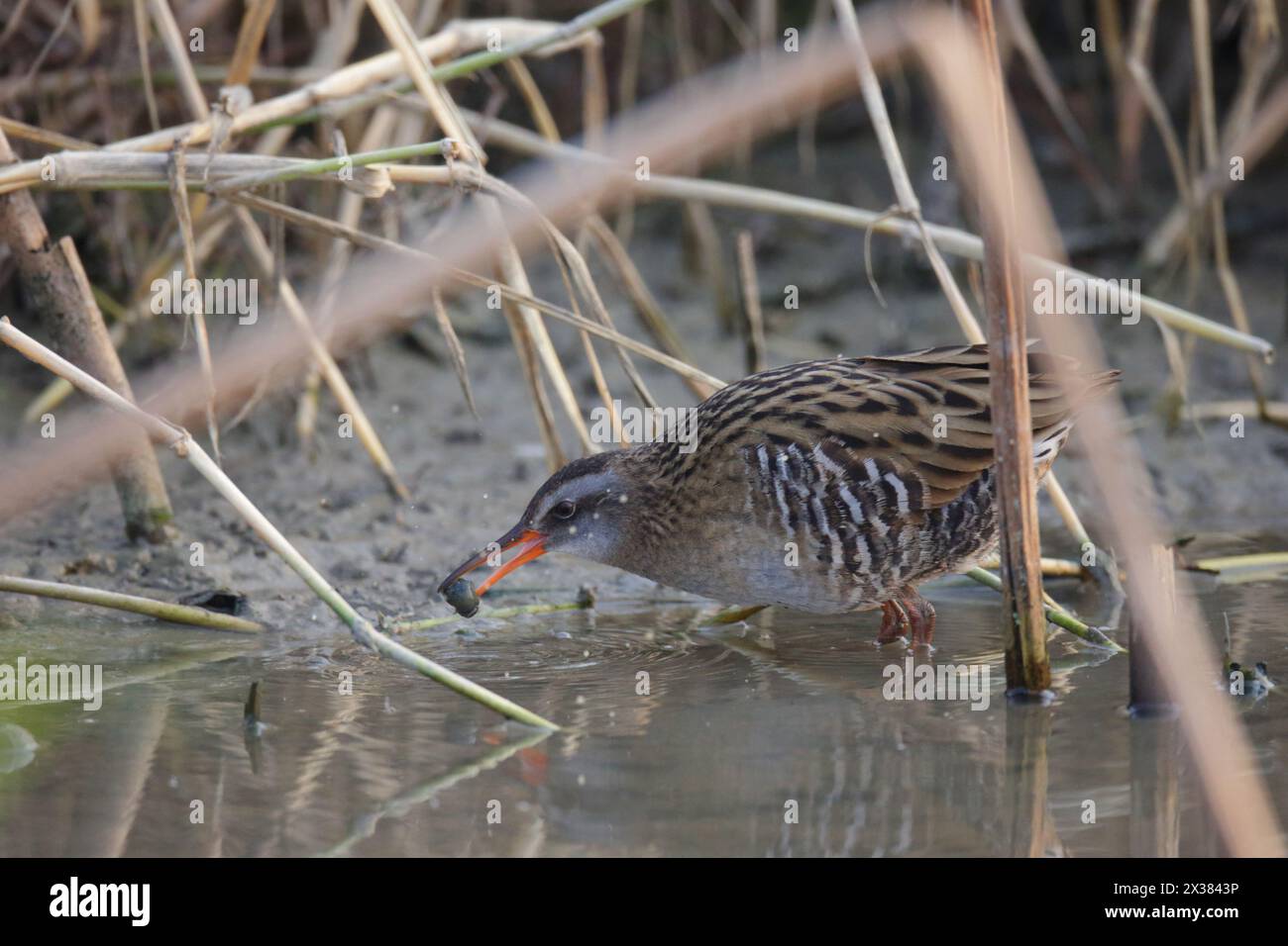 Brown-cheeked Rail (Rallus indicus) Long Valley, Hong Kong Dec 2013 ...