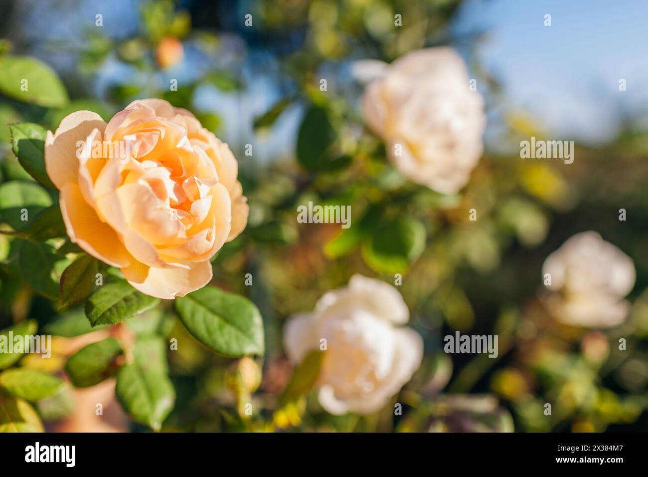 Close up of Wollerton Old Hall climbing rose. Roses flowers blooming in ...