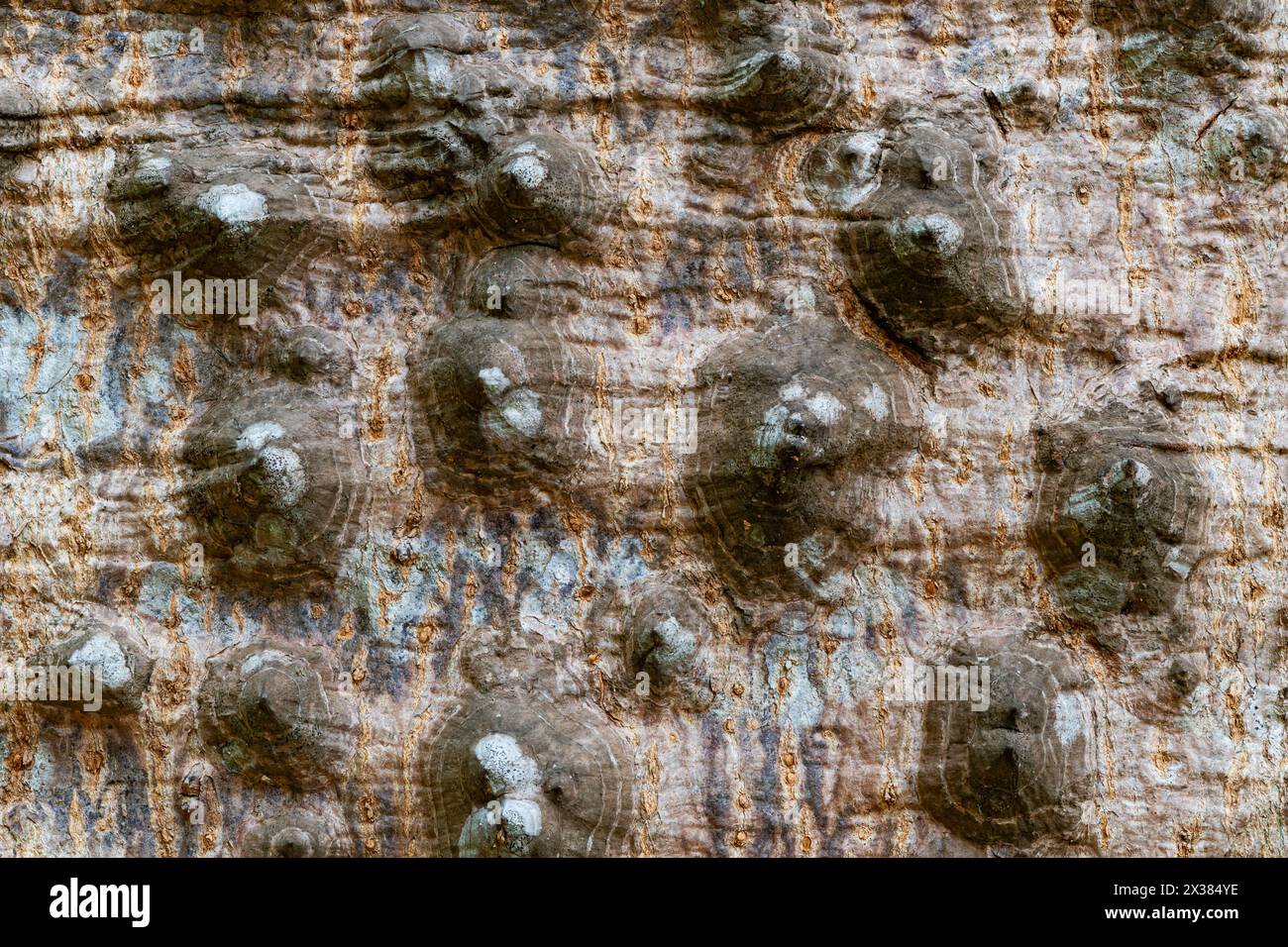 Closeup view of thorns on the trunk of Kapok tree, Red silk cotton tree ...