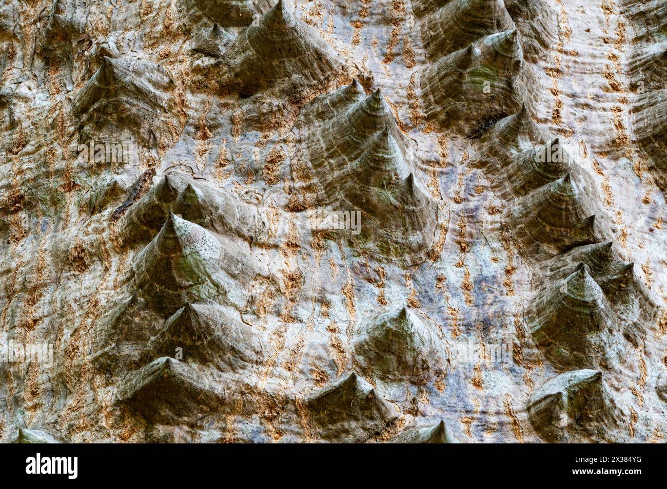 Bombax ceiba tree hi-res stock photography and images - Alamy