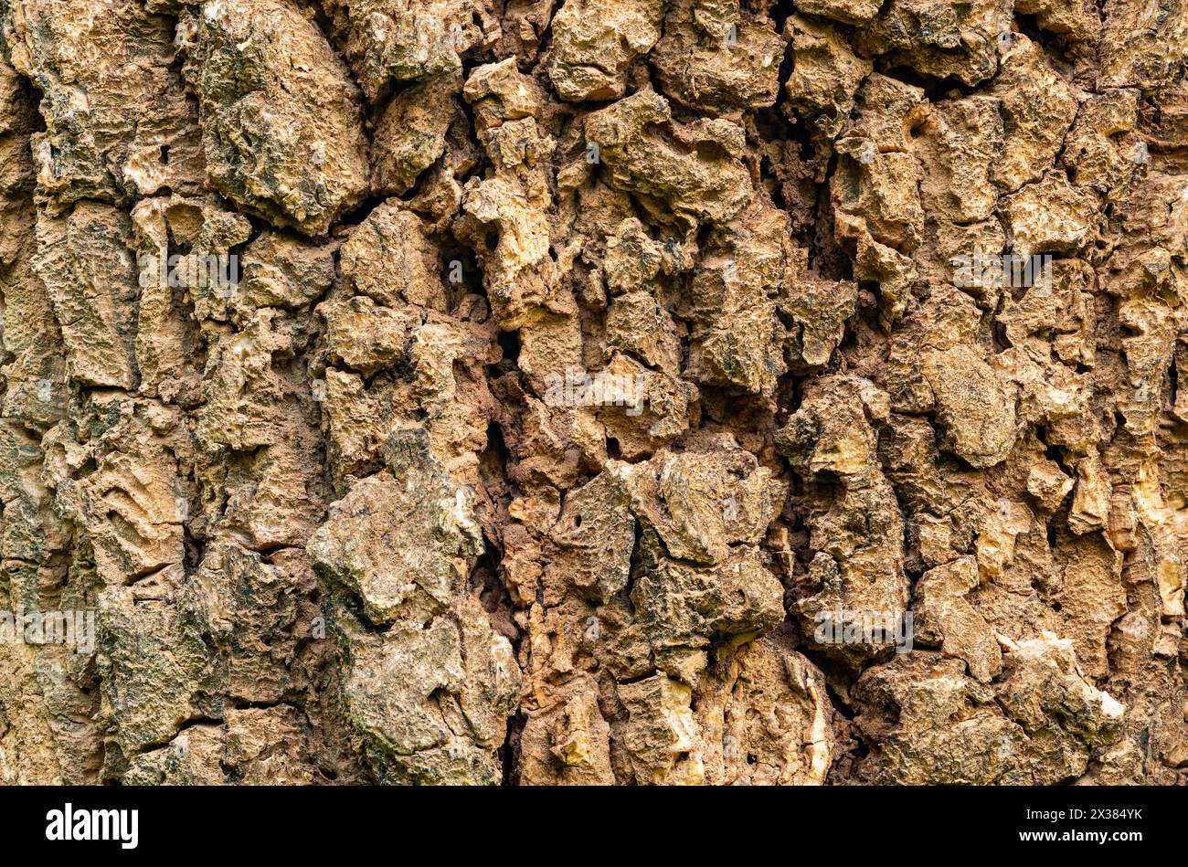 Closeup of Indian cork tree bark texture background. Abstract of rough ...