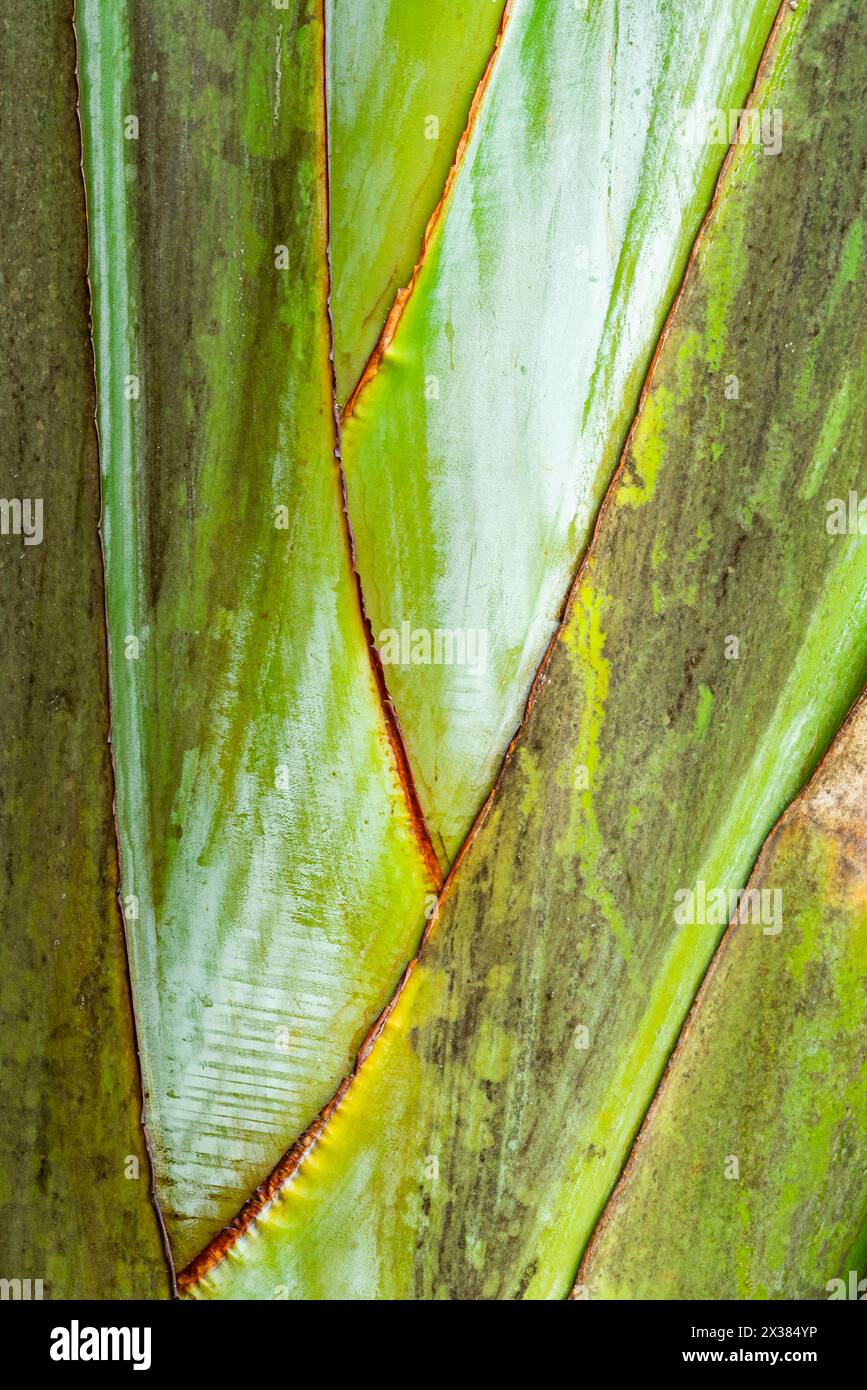 Closeup of Travellers tree petioles. Texture of leaf bases of Ravenala ...