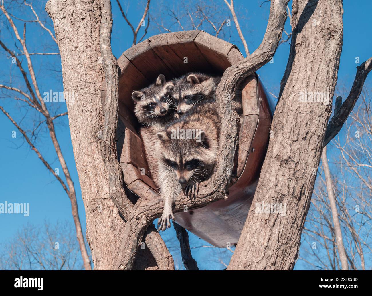 Hollow animals hi-res stock photography and images - Alamy