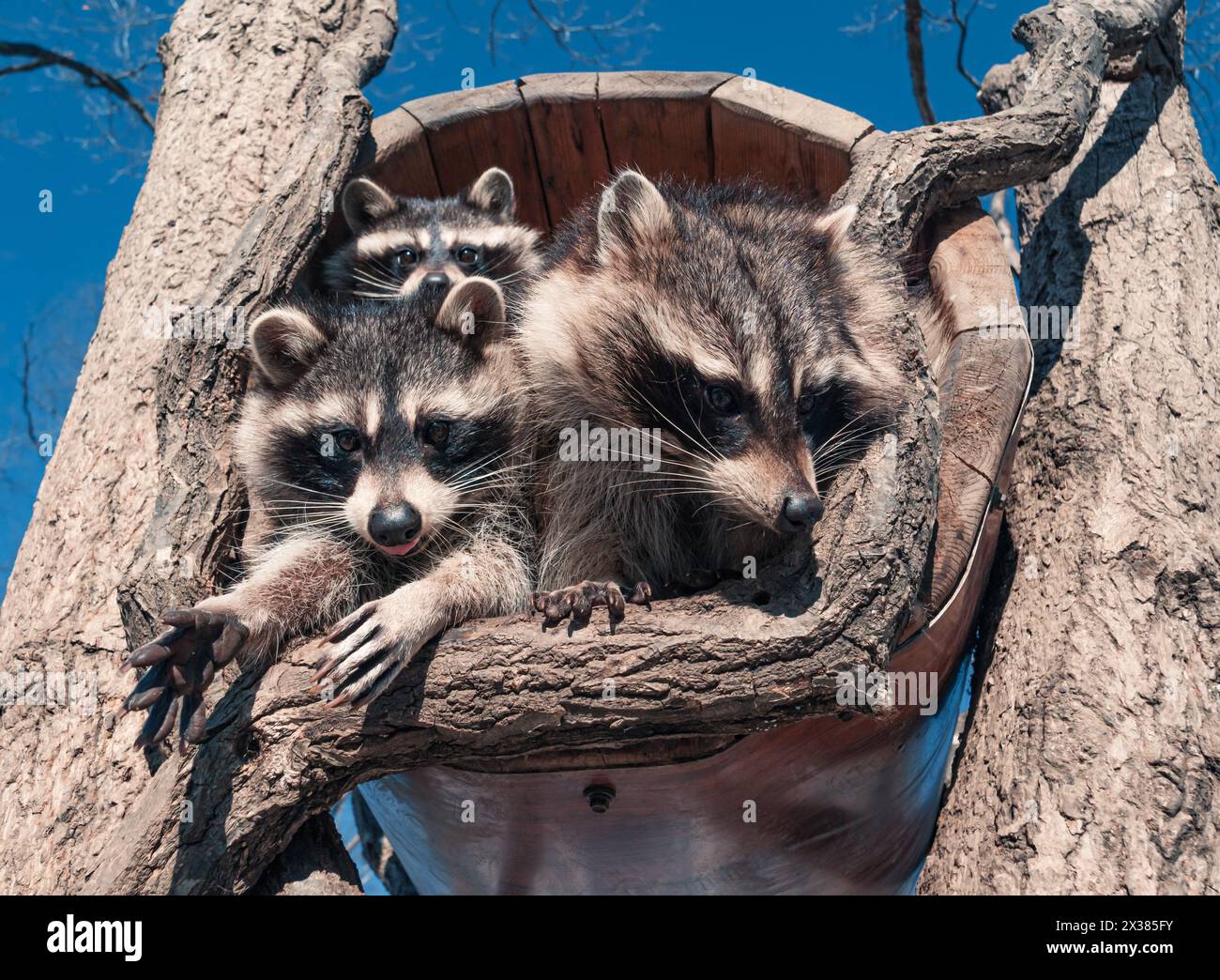 Hollow animals hi-res stock photography and images - Alamy
