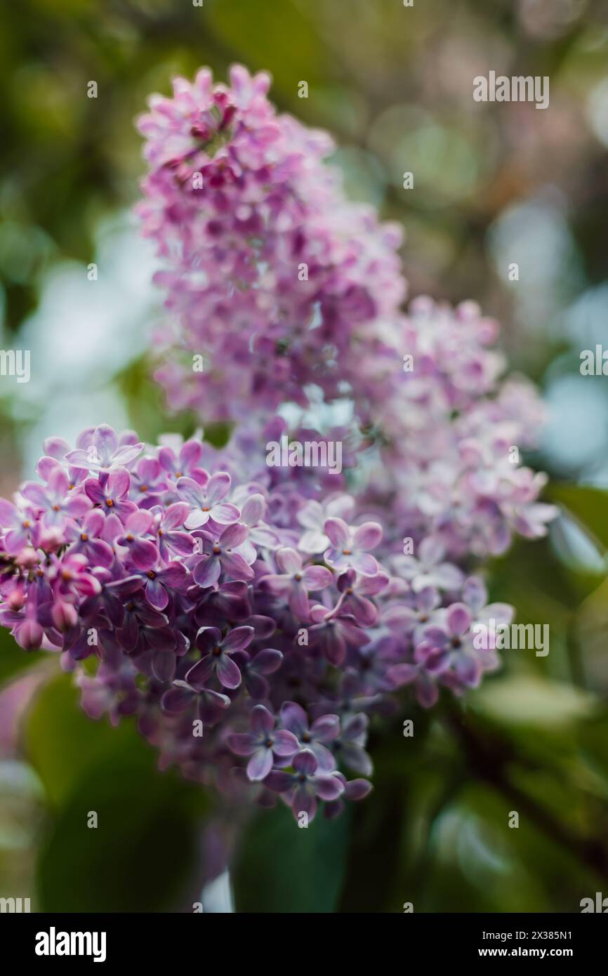 A bush of beautiful purple blooming lilac in the yard. Spring flowering ...