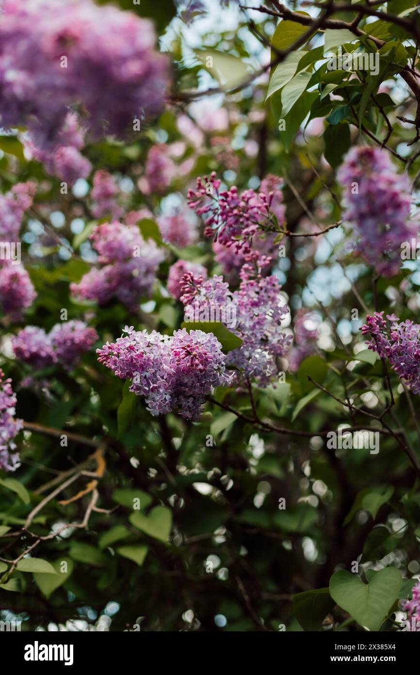 A bush of beautiful purple blooming lilac in the yard. Spring flowering ...