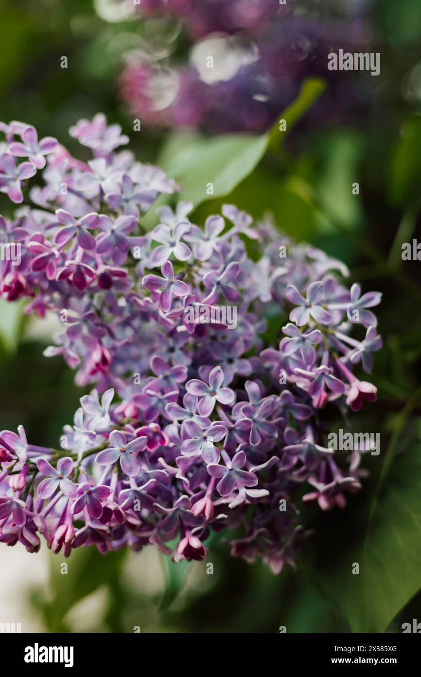 A bush of beautiful purple blooming lilac in the yard. Spring flowering ...