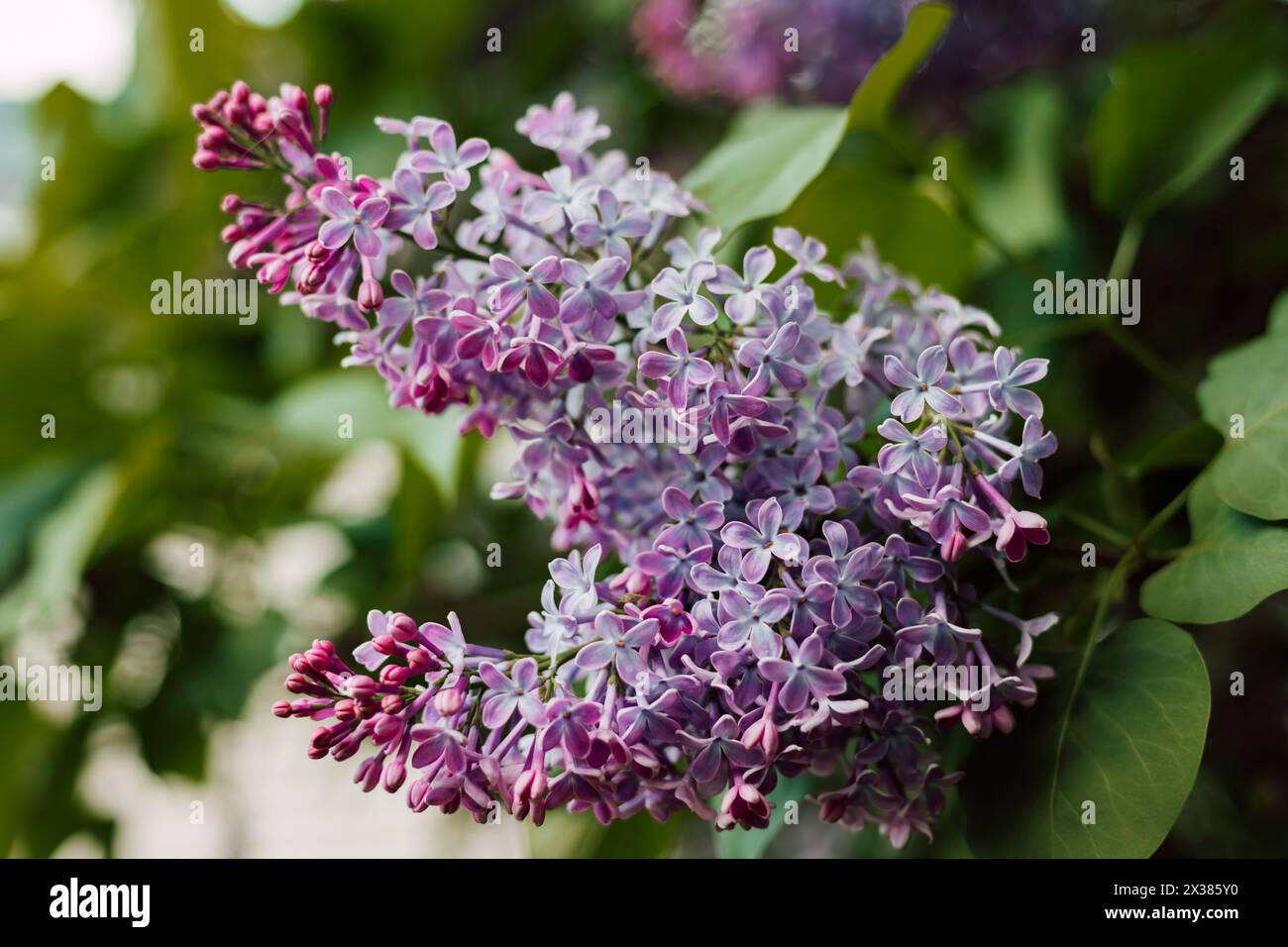 A bush of beautiful purple blooming lilac in the yard. Spring flowering ...