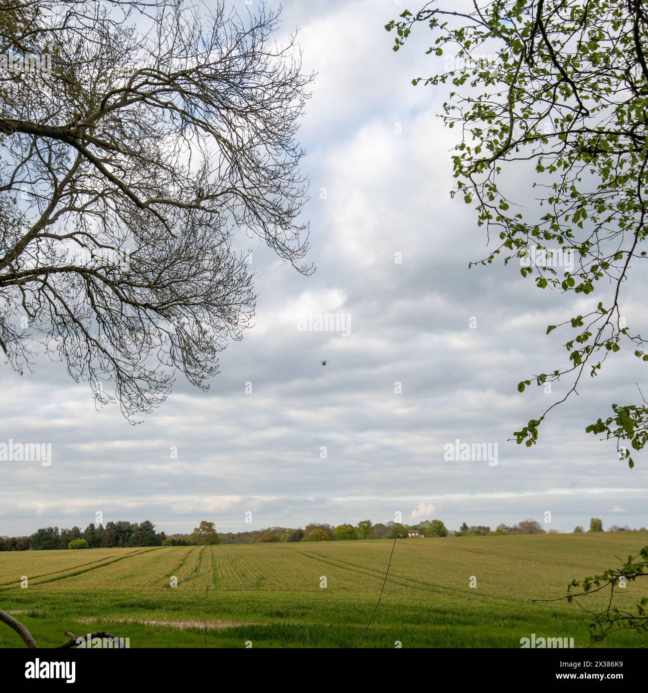 Track patterns in a field near the Ridgeway, Oxfordshire Stock Photo ...