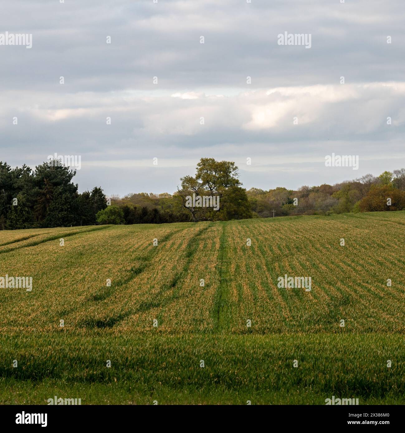 Track patterns in a field near the Ridgeway, Oxfordshire Stock Photo ...